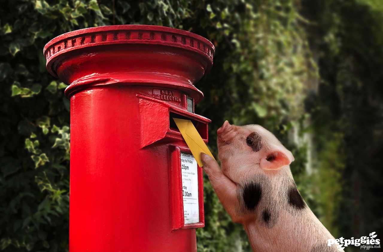 micro-pig-posting-letter | Krauser PUA