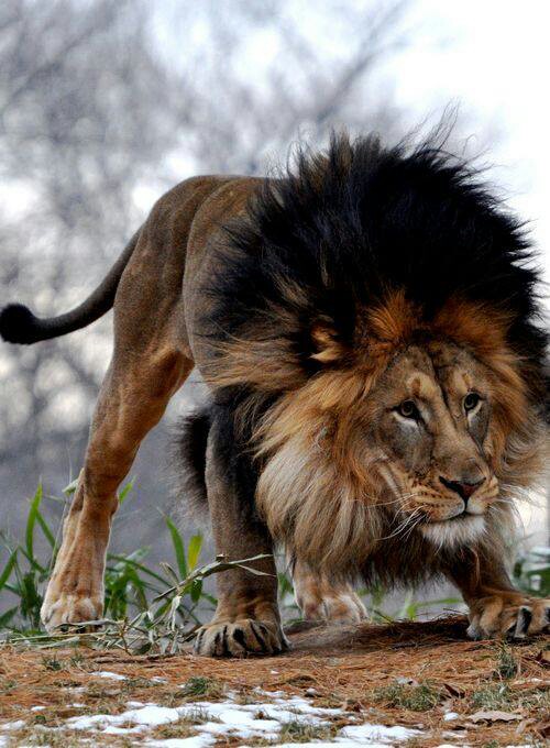 Big Game Hunting | Krauser PUA